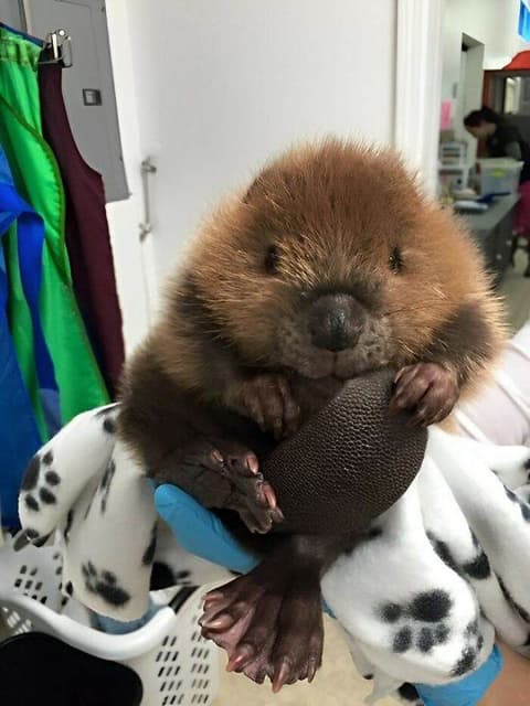 30 Charming Animals Guaranteed To Bring A Smile To Your Face
