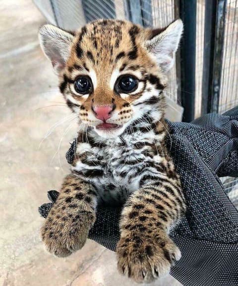 30 Charming Animals Guaranteed To Bring A Smile To Your Face