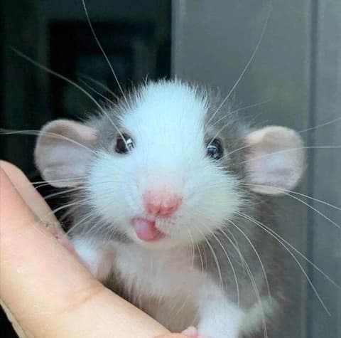 30 Charming Animals Guaranteed To Bring A Smile To Your Face