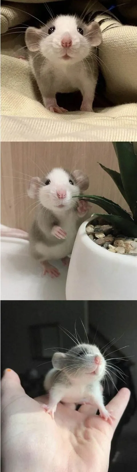 30 Charming Animals Guaranteed To Bring A Smile To Your Face