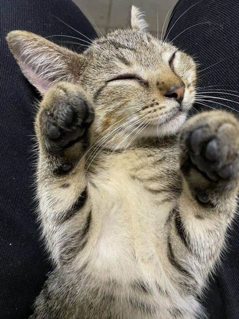 30 Of The Most Heartwarming Pics Of Happily Adopted Pets