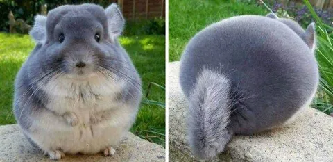 30 Delightfully Funny Images Of Plump And Round Animals