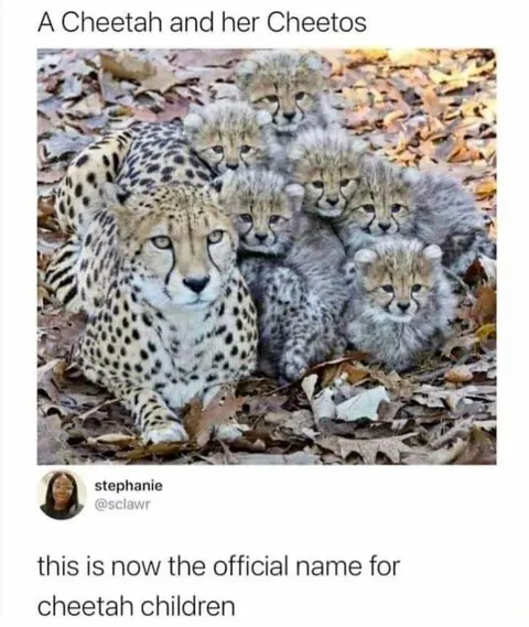 30 Delightful And Humorous Encounters Involving Animals