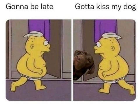 30 Irresistibly Cute Animal Memes To Instantly Brighten