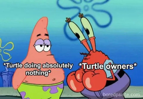 30 Hilarious Turtle Memes You Never Knew You Needed