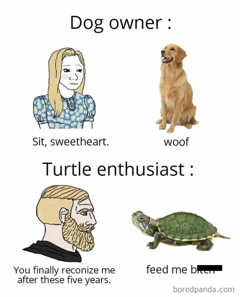 30 Hilarious Turtle Memes You Never Knew You Needed