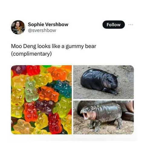 30 Irresistible Moo Deng Memes You’ll Love