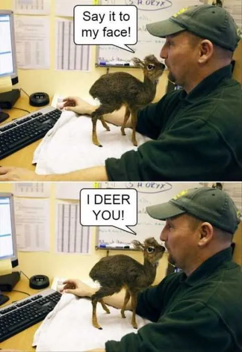 28 Cute And Funny Animal Memes You Need