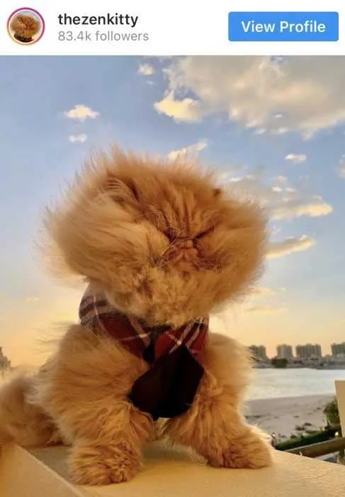 Floofy Cats, Floofy Dogs, Floofy Animals - All You Need To LOL!