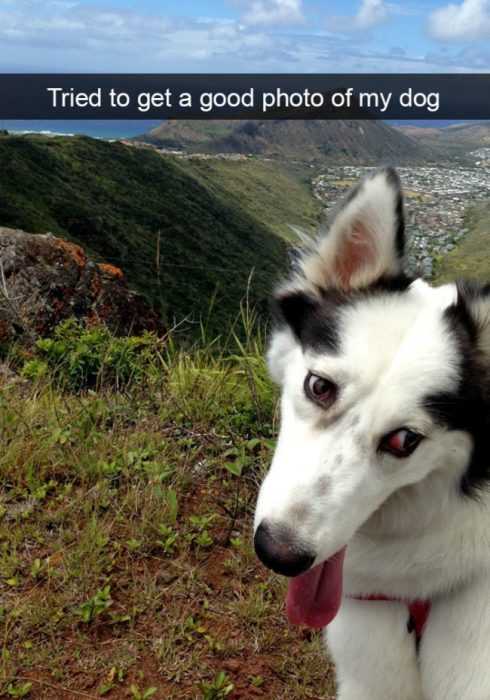 22 Hilarious Dog Snapchats | The Funny Beaver