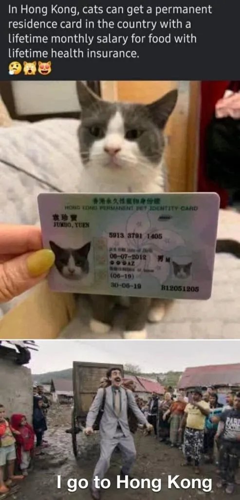 30 Hilarious Cat Posts And Memes