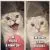 30 Frisky Cat Memes You Must See