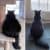 30 Adorable Chubby Cats' Journey To Healthier Lives