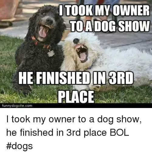 38 Funniest Memes About Dog Shows