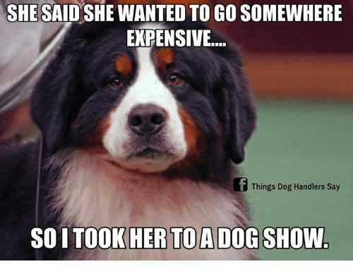 38 Funniest Memes About Dog Shows