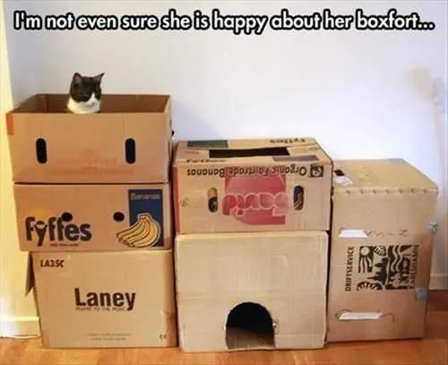 20 Funny Pictures Of Box-Loving Cats