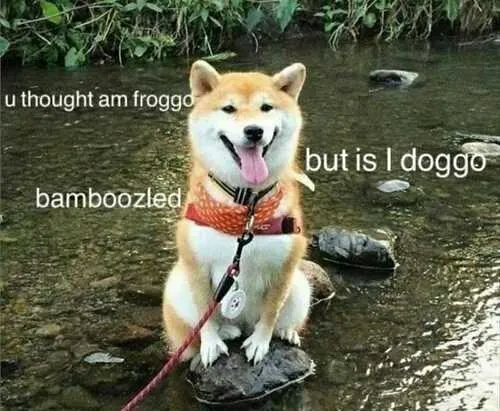 36 Funny And Adorable Doggos For Your Mid-Week