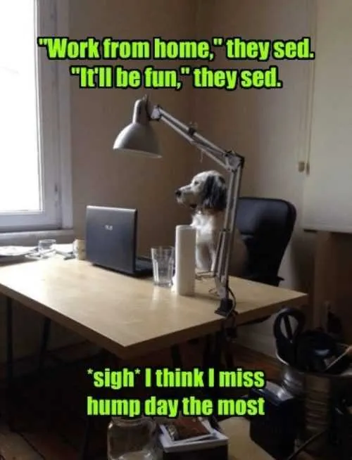 Funny Work From Home Memes | The Funny Beaver