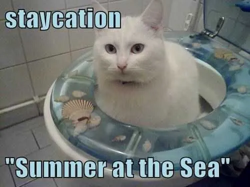 20 Staycation Memes Because Most Of Us Are At La Home Resort. | The ...