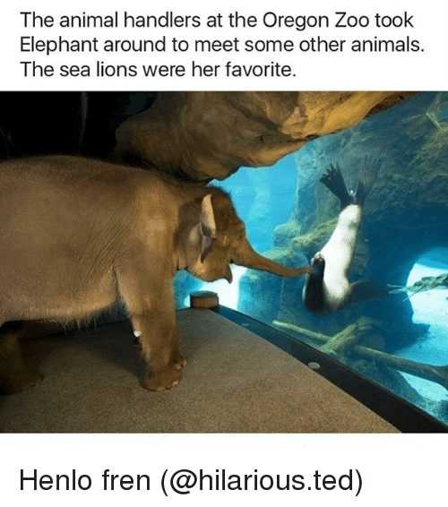 30 Funny Animal Memes That's So Funny You'll ROFL