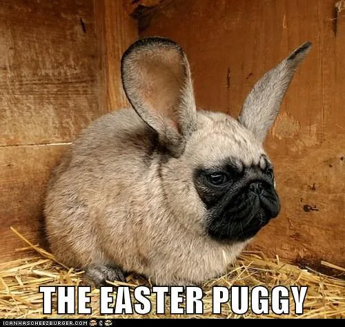 20 Funny Dog Easter Memes To Enjoy While You Binge Eat Easter Eggs