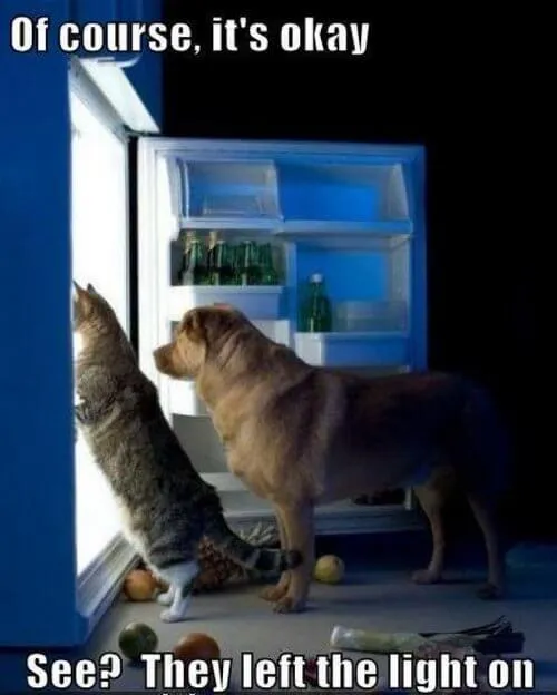 20 Hilarious Pet Memes For Animal Lovers