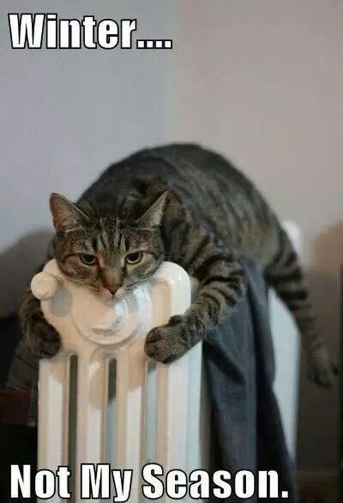 20 Winter Fun Memes To Laugh At