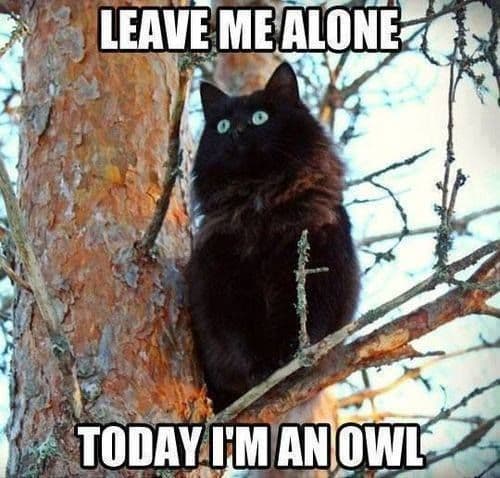 20 Cute Summer Cat Pictures To Share With Friends