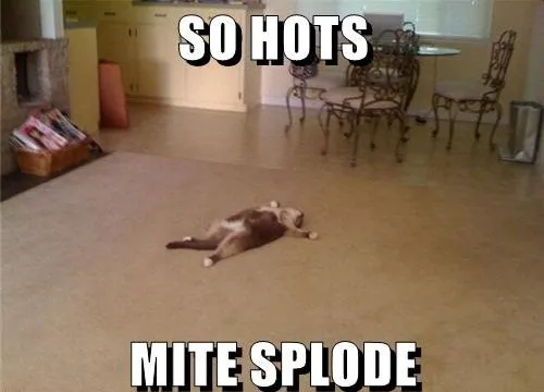 20 Of The Funniest Summer Holiday Pet Pictures