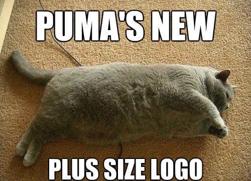 30 Frisky Cat Memes You Must See