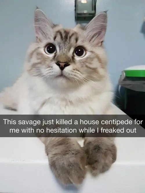 30 Great Cat Memes For The Cat Lovers Out There