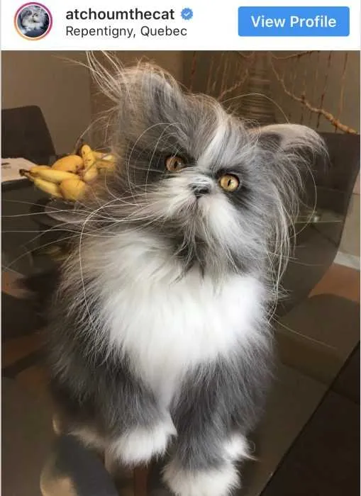 Floofy Cats, Floofy Dogs, Floofy Animals - All You Need To LOL!