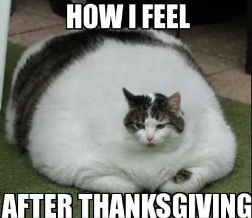 30 Frisky Cat Memes You Must See