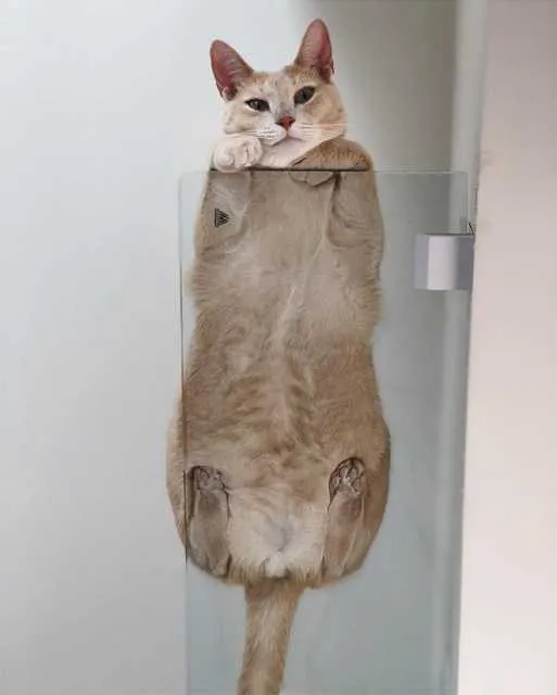 30 Hilarious Photos Of Cats On Glass Tables | The Funny Beaver