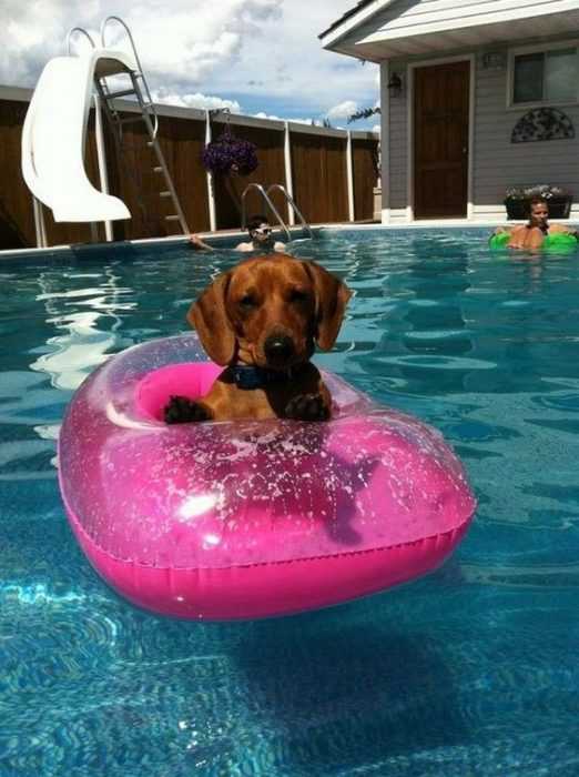 20 Pictures Of Adorable Animals Playing In A Pool And Having A Tail ...