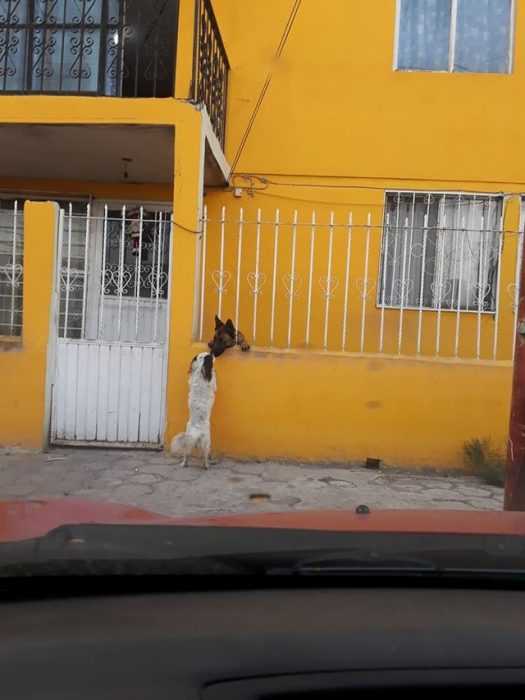 Dog Stories: Adorable Pooch Struggles To Peek Over A Gate. You Won't ...