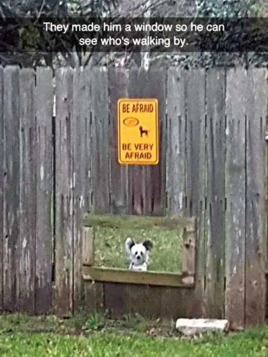 36 Hilarious And Silly Animal Memes