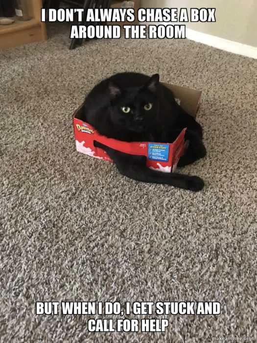 20 Funny Pictures Of Box-Loving Cats