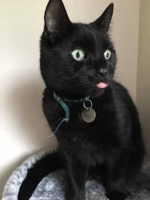41 Funny Cats And Other Animals Who Just Have To Show You Their Bleps