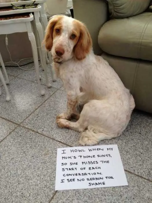 20 Funny Dogs Who Are Clearly In Trouble | The Funny Beaver