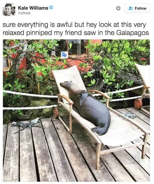 24 Funny Animal Memes To Help You Procrastinate