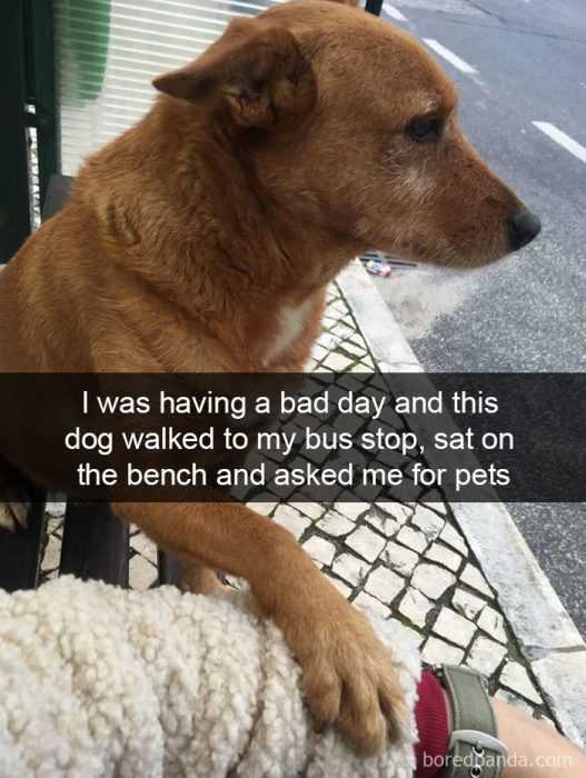 22 Hilarious Dog Snapchats | The Funny Beaver