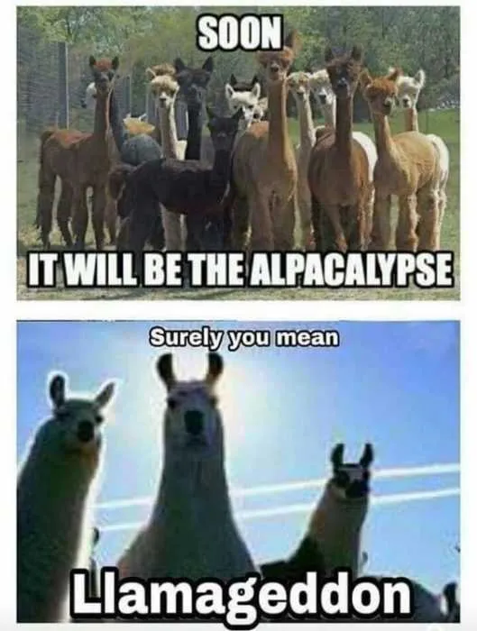19 Hilarious Llama Pics And Memes
