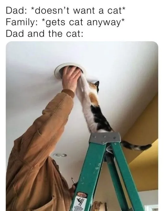 20 Dumb Cat MemesThat Are S FunnyYou Can't Resist Laughing