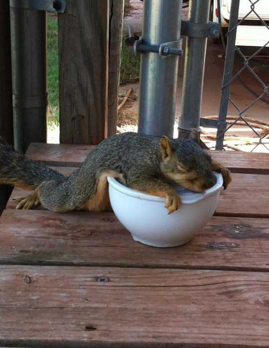 16 Cutest Animal Pictures That Are The Epitome Of Laziness