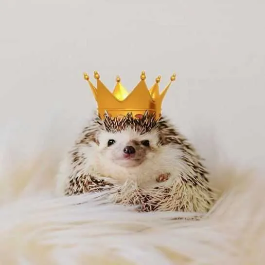 25 Funny And Adorable Hedgehog Pictures That Will Make You Want One