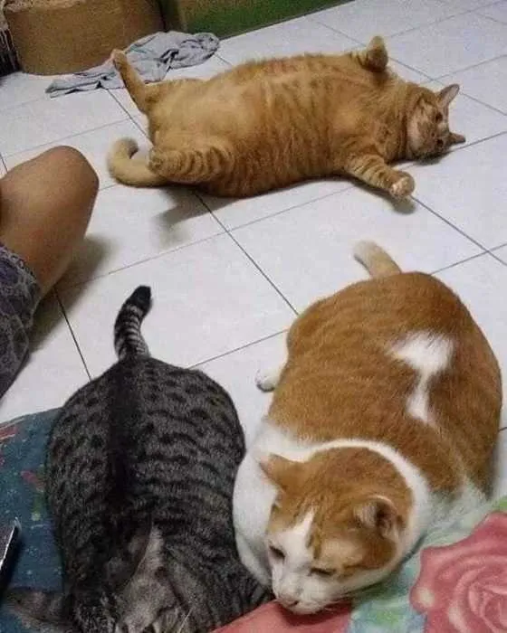 36 Absolute Units And Funny Chonky Animals