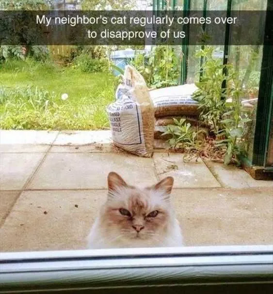 34 Adorable Animal Pictures So Funny You'll LOL