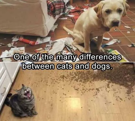 40 Funny Animal Pictures That Are Otterly Hilarious