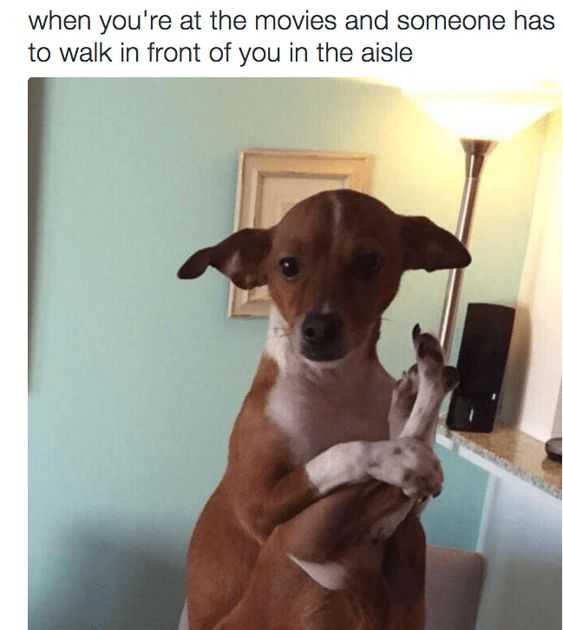 31 Silly And Funny Animal Memes For Everyone
